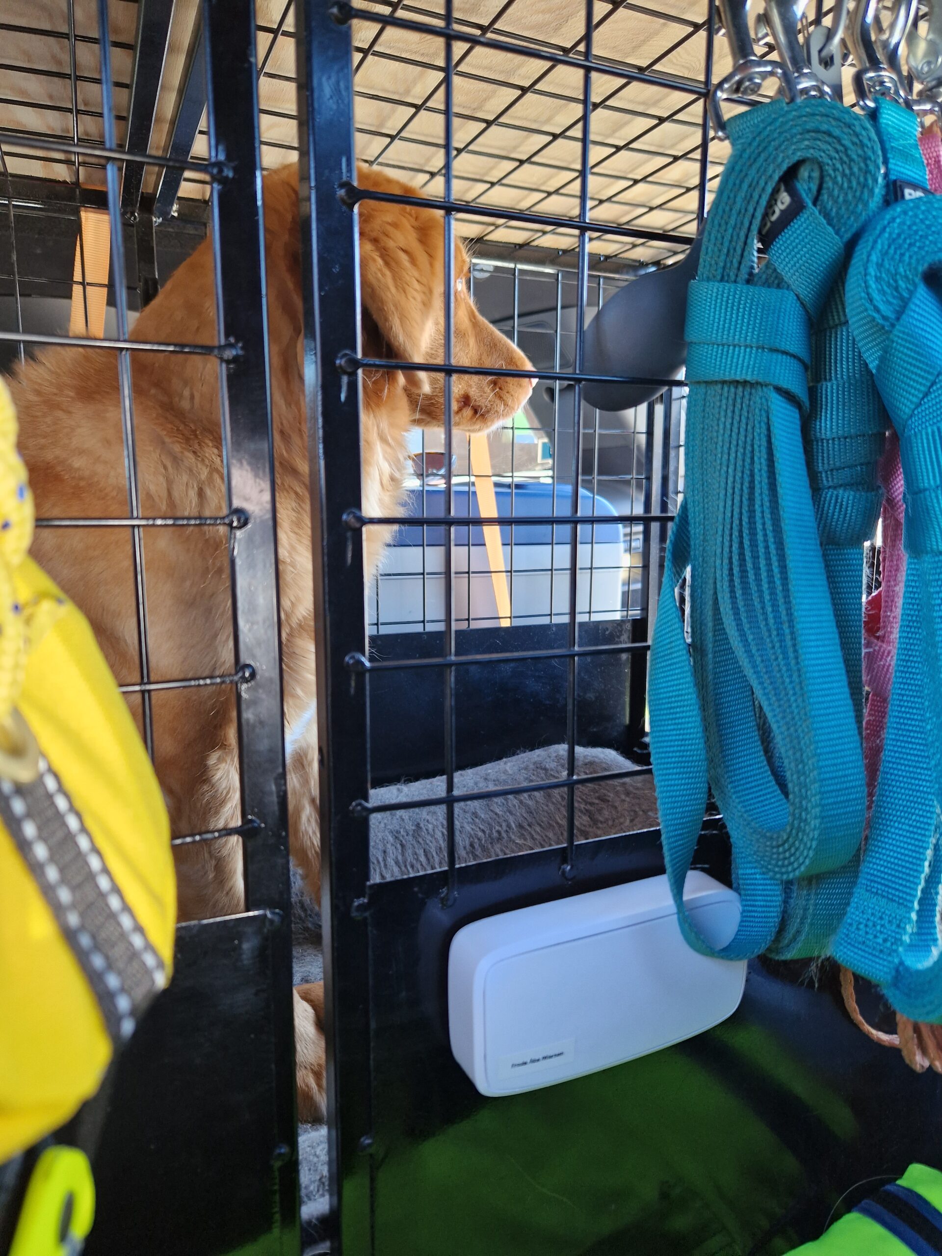 Rescue dogs transport conditions monitoring in Norway - Efento Efento